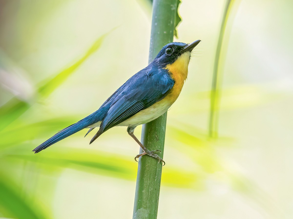Palawan Blue Flycatcher - Cyornis lemprieri - Birds of the World