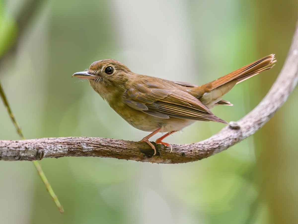 Nicobar Jungle Flycatcher - Cyornis nicobaricus - Birds of the World