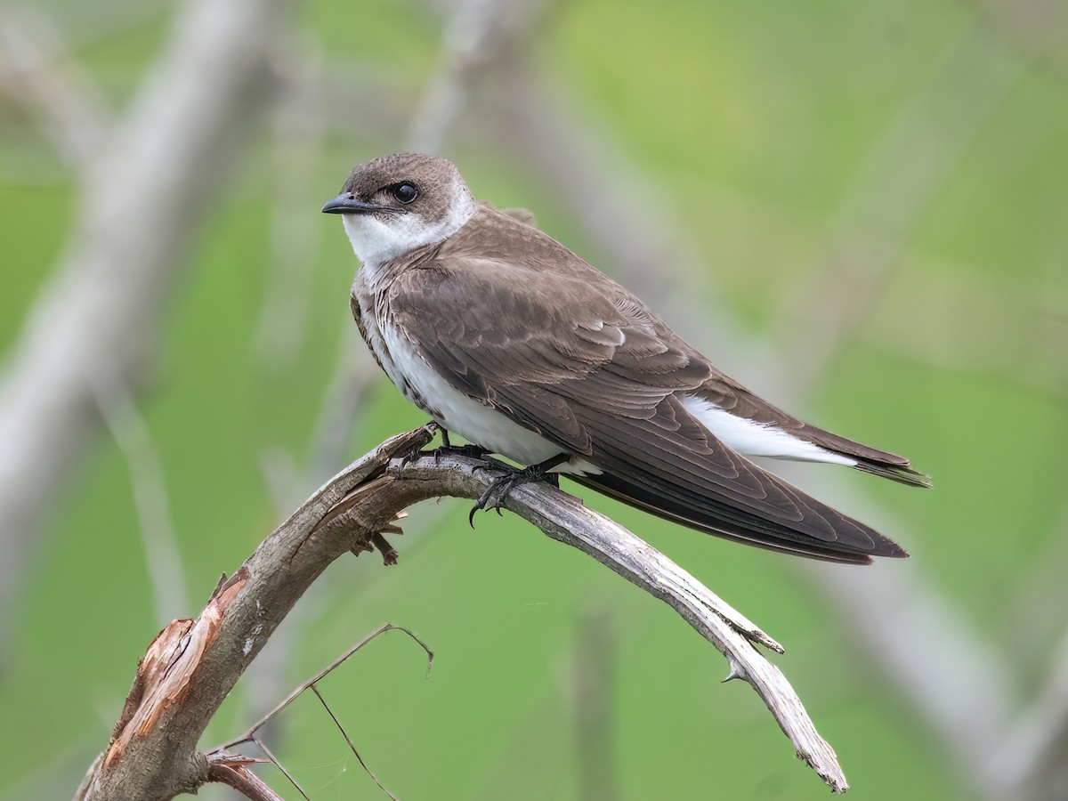 Brown-chested Martin - Progne tapera - Birds of the World