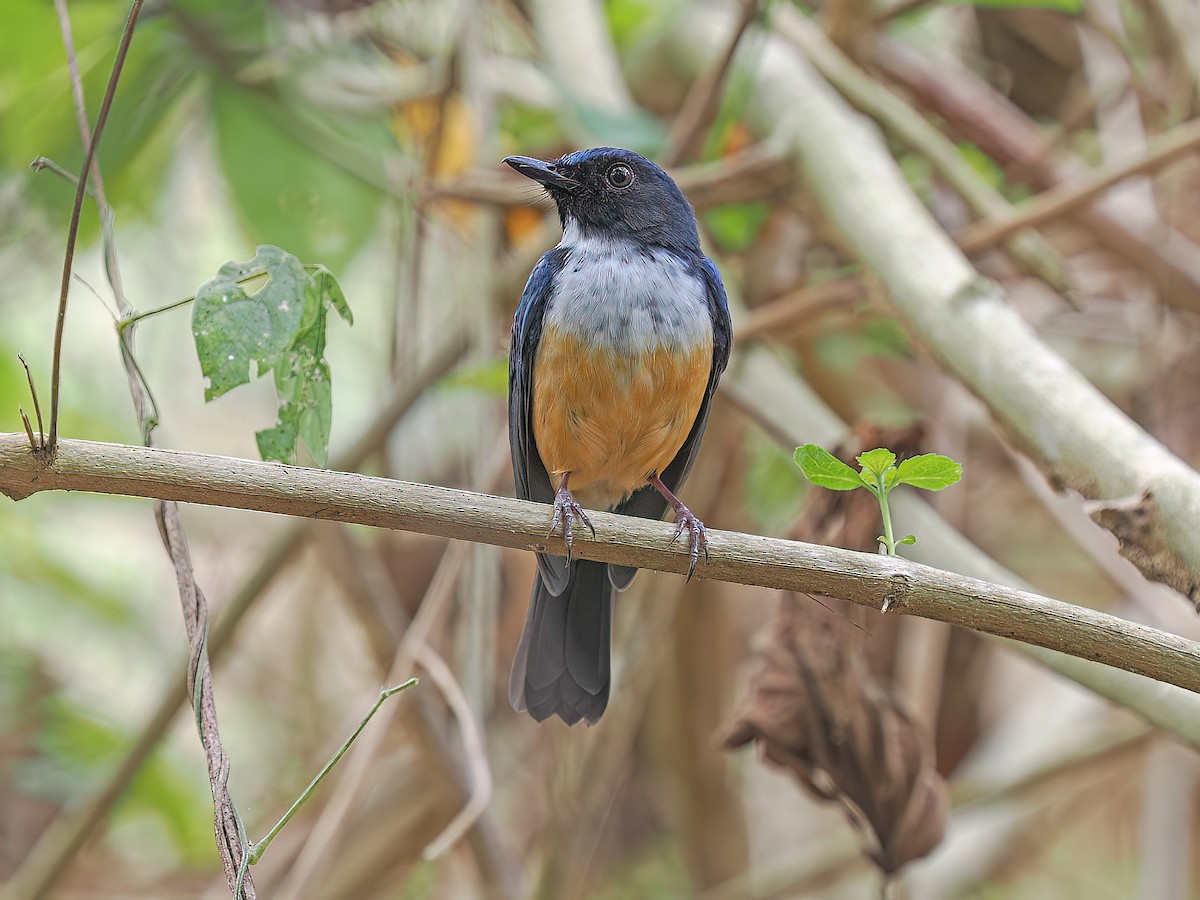 Kalao Blue Flycatcher - Cyornis kalaoensis - Birds of the World