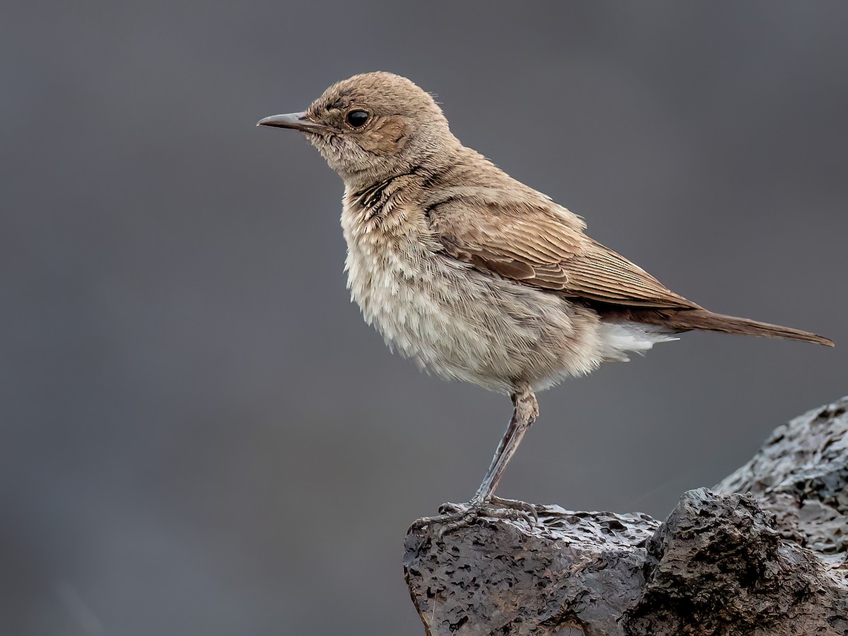 Brown-tailed Chat - Oenanthe scotocerca - Birds of the World