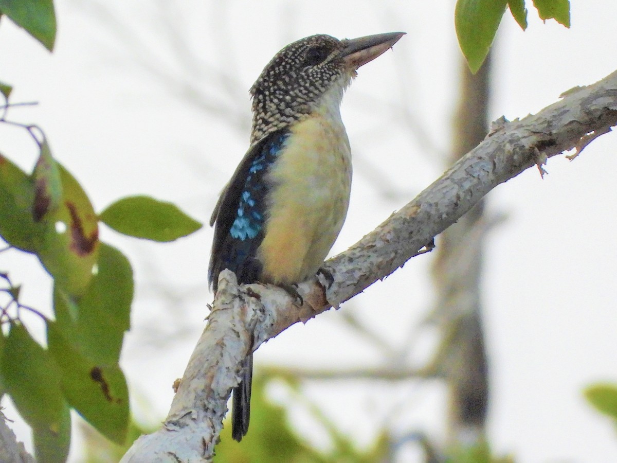 Spangled Kookaburra - Dacelo tyro - Birds of the World