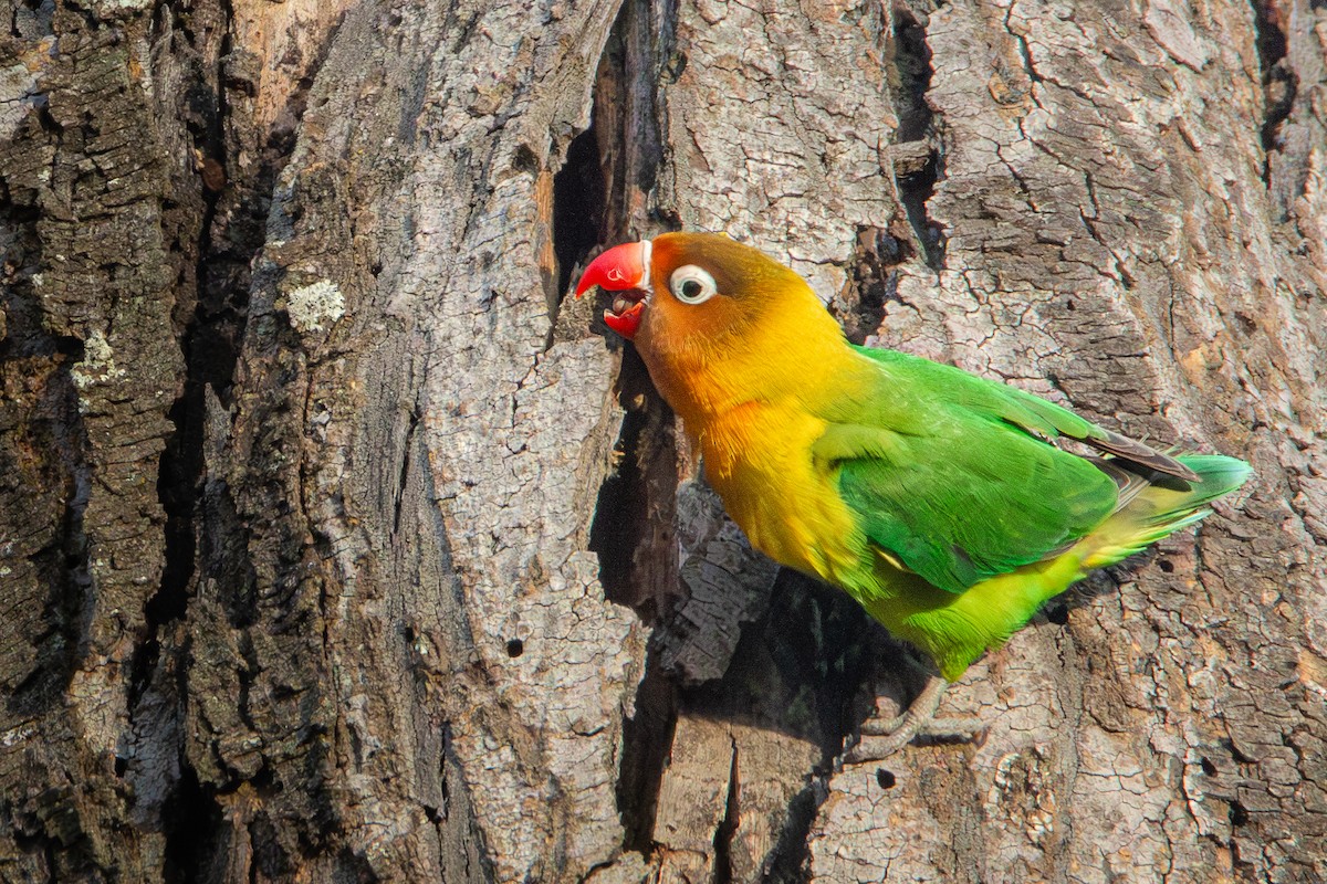 Fischer's x Yellow-collared Lovebird (hybrid) - eBird