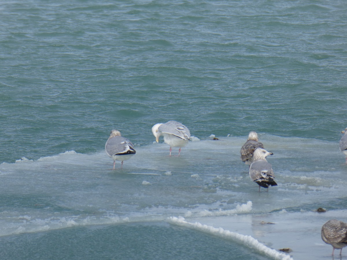 amerikagråmåke/sibirmåke/gråmåke x polarmåke (hybrid) - eBird