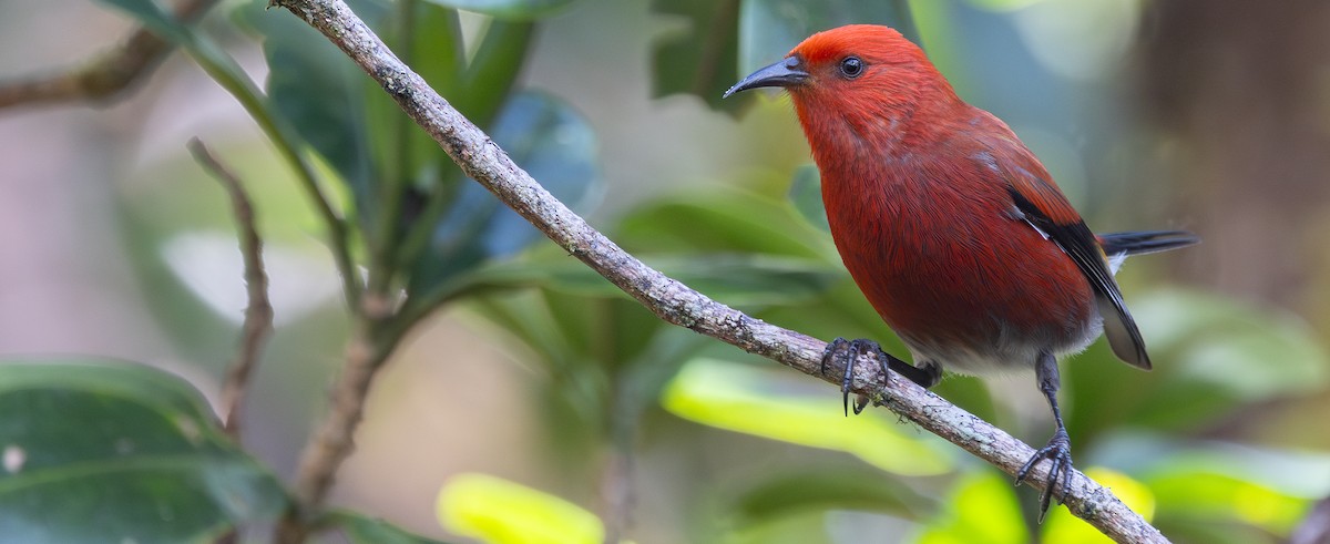 Birds of the World - Cornell Lab of Ornithology