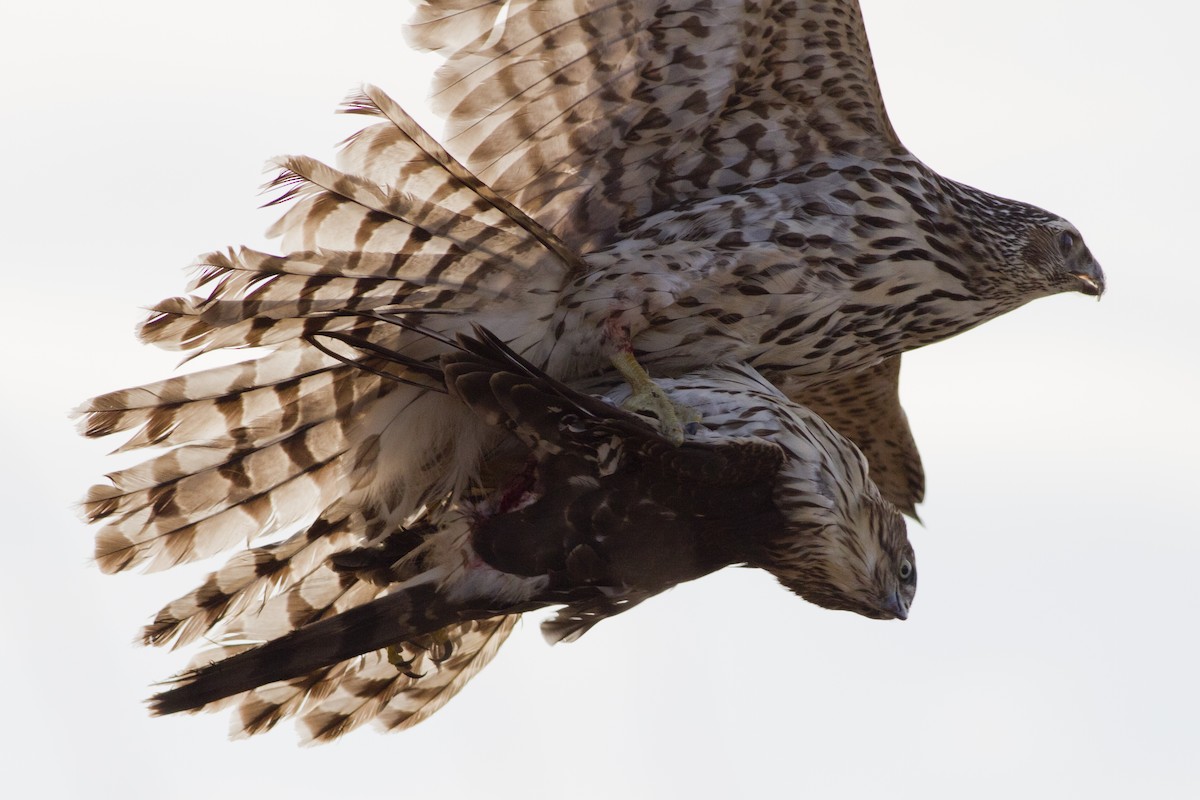 ML63099501 - American Goshawk - Macaulay Library