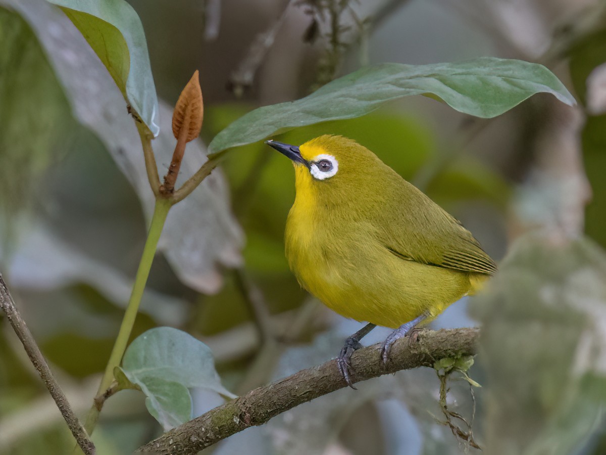 Northern Yellow White-eye - Zosterops senegalensis - Birds of the World