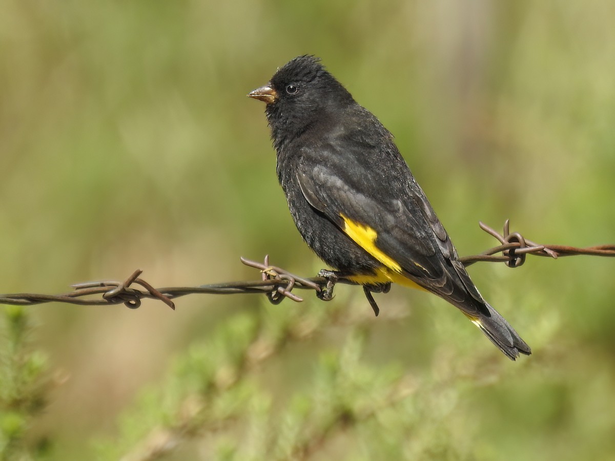 Black Siskin - Spinus atratus - Birds of the World
