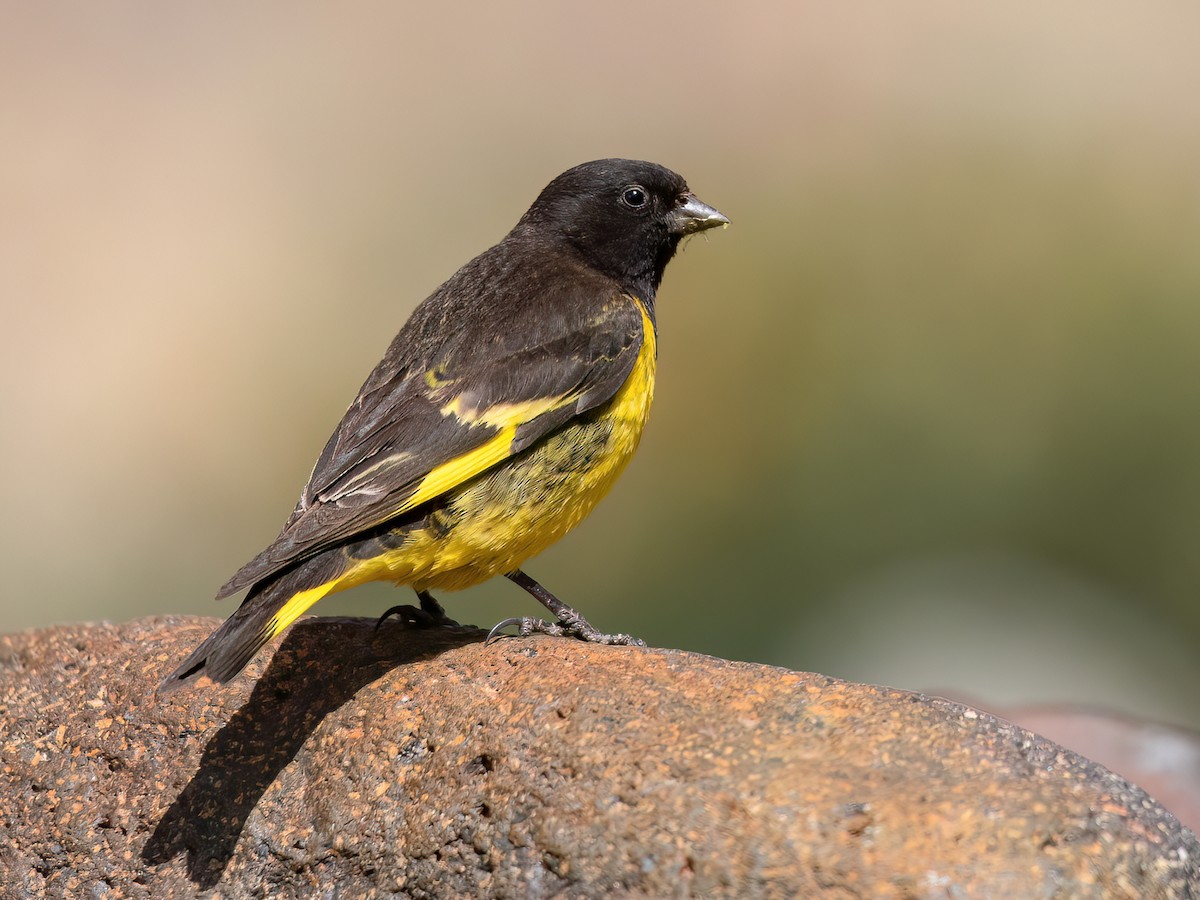 Yellow-rumped Siskin - Spinus uropygialis - Birds of the World