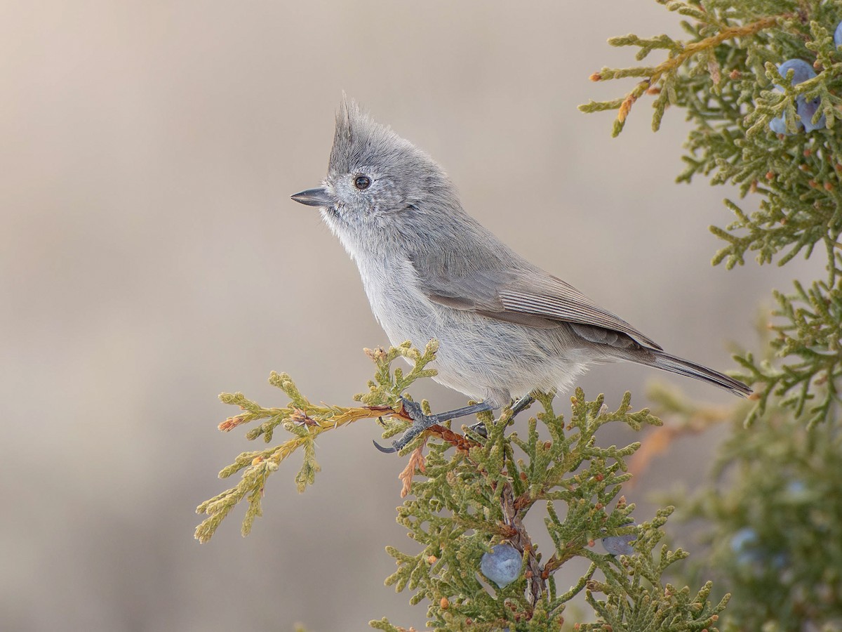 Juniper Titmouse - Baeolophus ridgwayi - Birds of the World