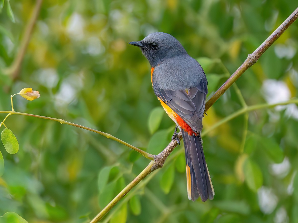 Small Minivet - Pericrocotus cinnamomeus - Birds of the World