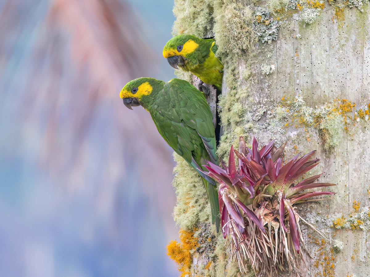 Yellow-eared Parrot - Ognorhynchus icterotis - Birds of the World