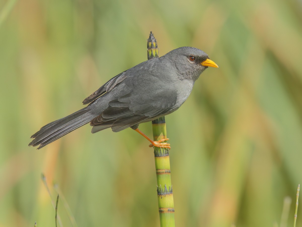 Slender-billed Finch - Xenospingus concolor - Birds of the World