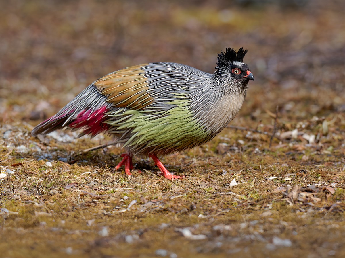Blood Pheasant - Ithaginis cruentus - Birds of the World