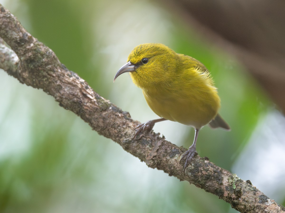 Kauai Amakihi - Chlorodrepanis stejnegeri - Birds of the World