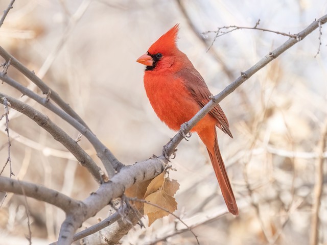 Northern Cardinal Migration
