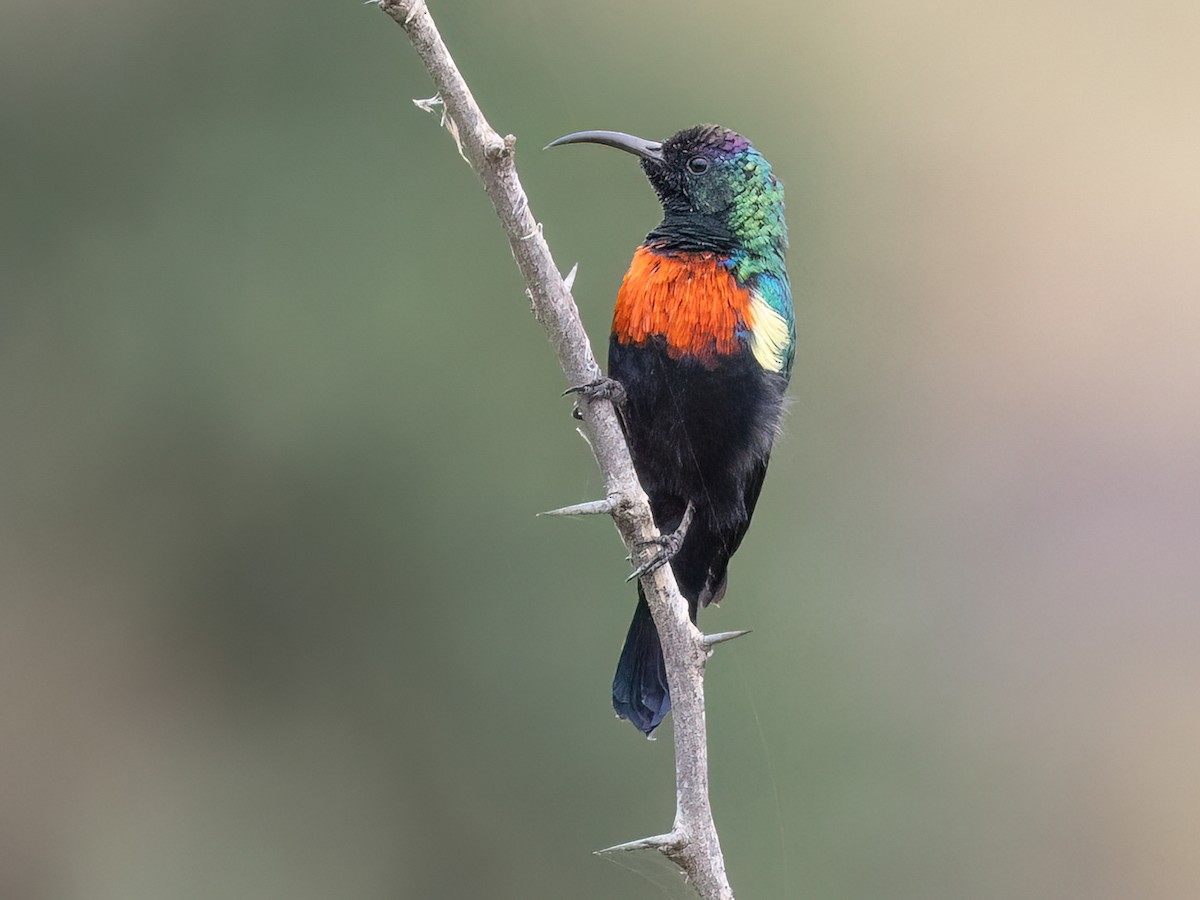 Abyssinian Sunbird - Cinnyris habessinicus - Birds of the World