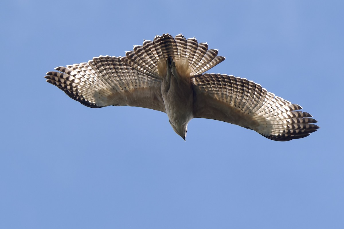 Mountain Hawk-Eagle (nipalensis) - eBird