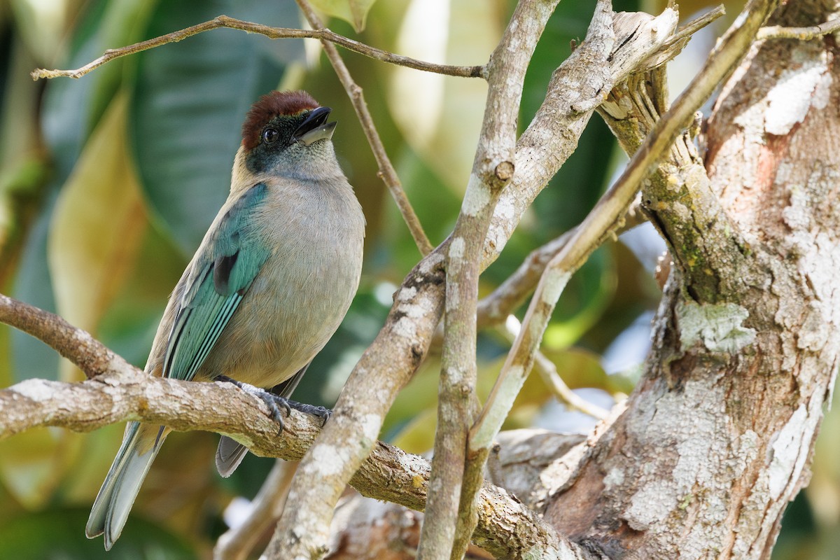Lesser Antillean Tanager (Grenada) - eBird