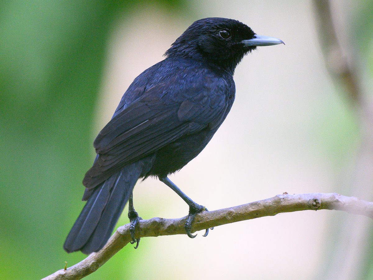 Marquesan Monarch - Pomarea mendozae - Birds of the World