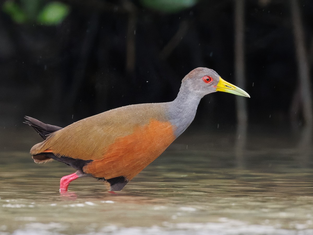 Gray-cowled Wood-Rail - Aramides cajaneus - Birds of the World