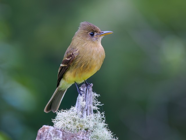 Photos - Ochraceous Pewee - Contopus ochraceus - Birds of the World