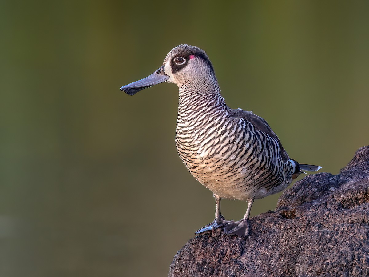 Pink-eared Duck - Malacorhynchus membranaceus - Birds of the World