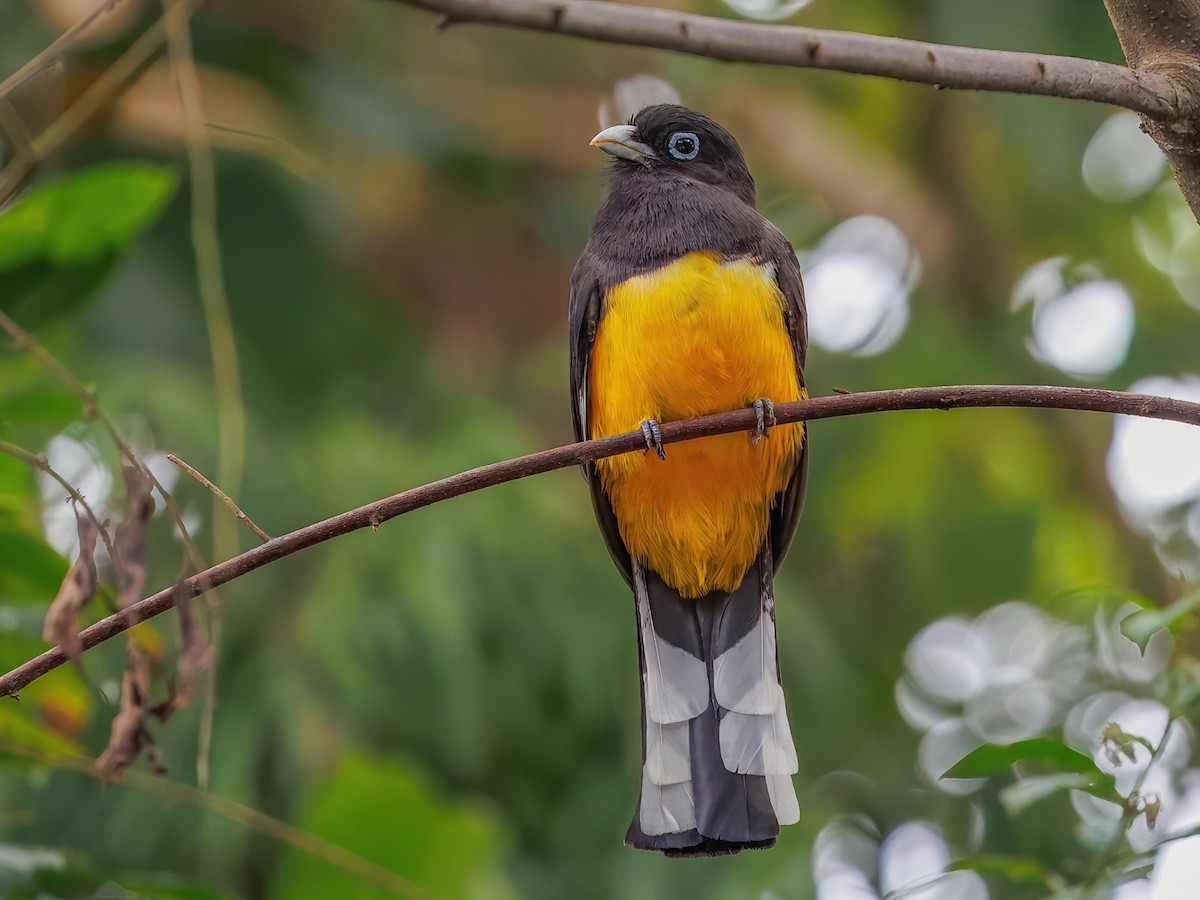 Black-headed Trogon - Trogon melanocephalus - Birds of the World