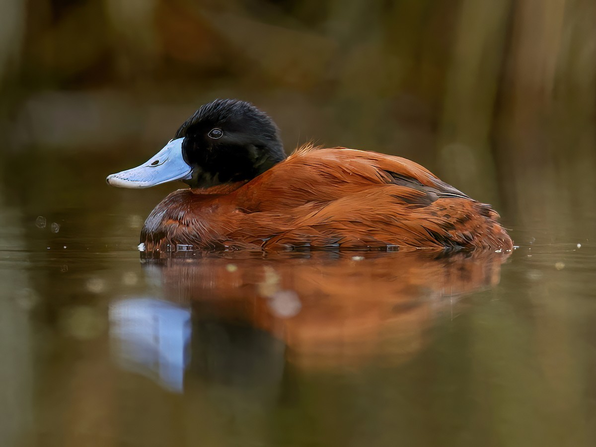 Andean Duck - Oxyura ferruginea - Birds of the World