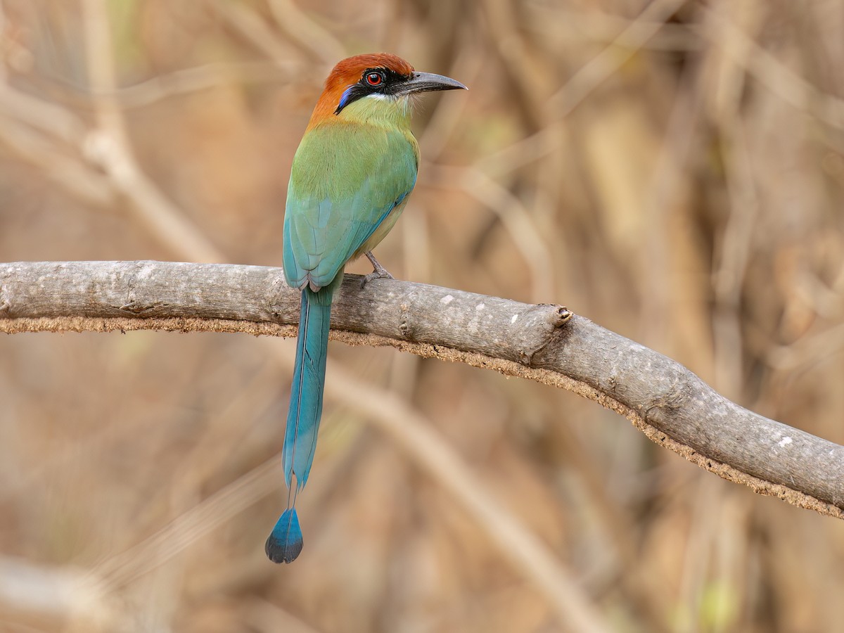 Russet-crowned Motmot - Momotus mexicanus - Birds of the World