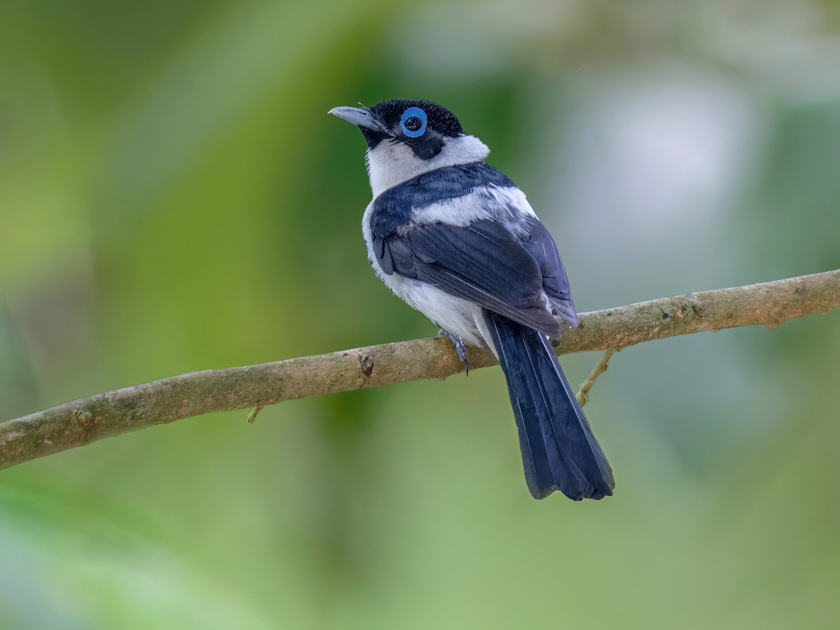 Frill-necked Monarch - Arses lorealis - Birds of the World