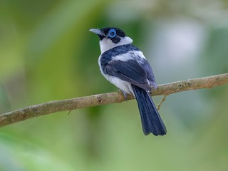 Frill-necked Monarch - Arses lorealis - Birds of the World