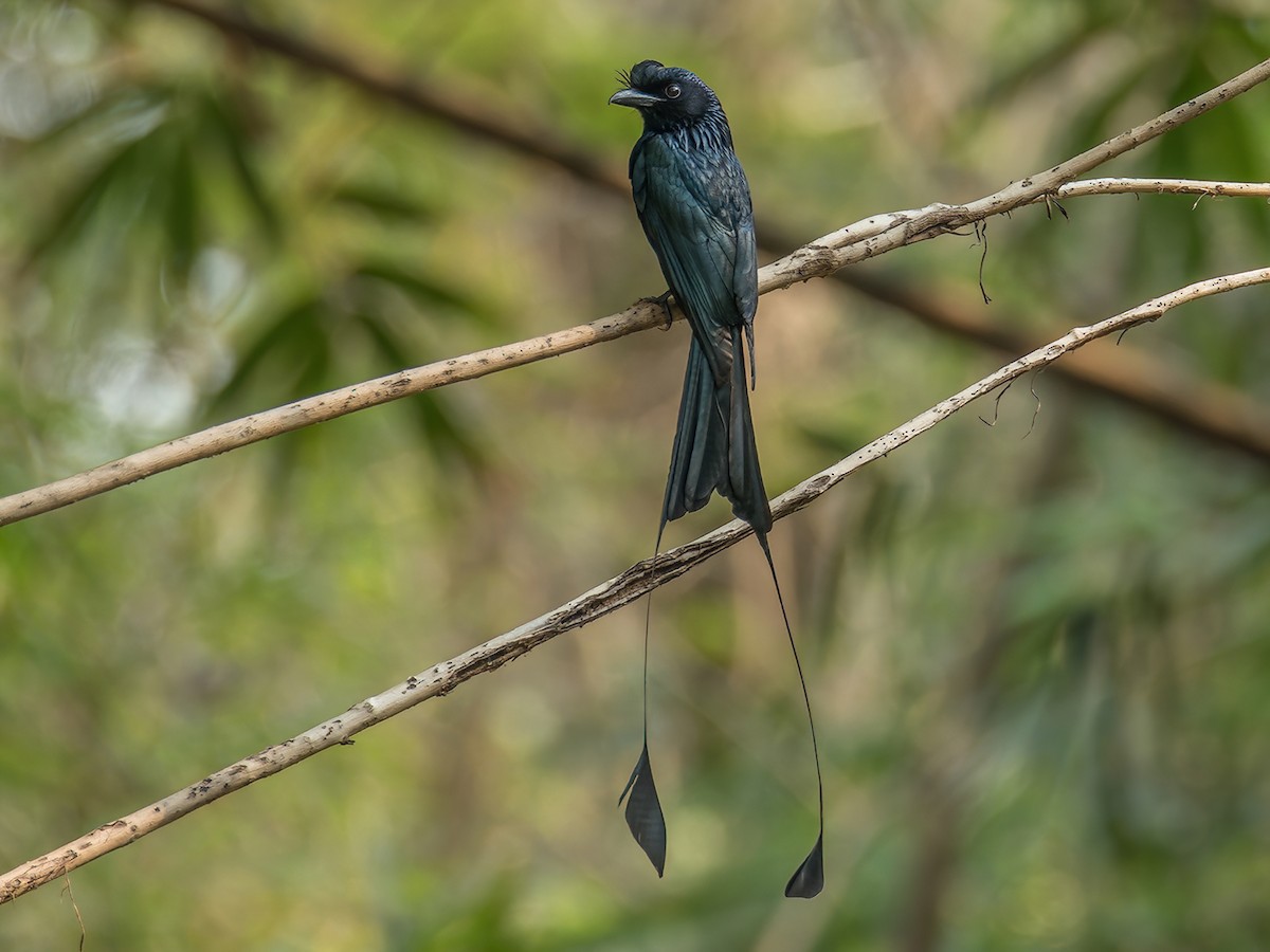Greater Racket-tailed Drongo - Dicrurus paradiseus - Birds of the World