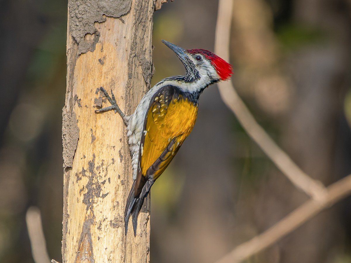 Black-rumped Flameback - Dinopium benghalense - Birds of the World