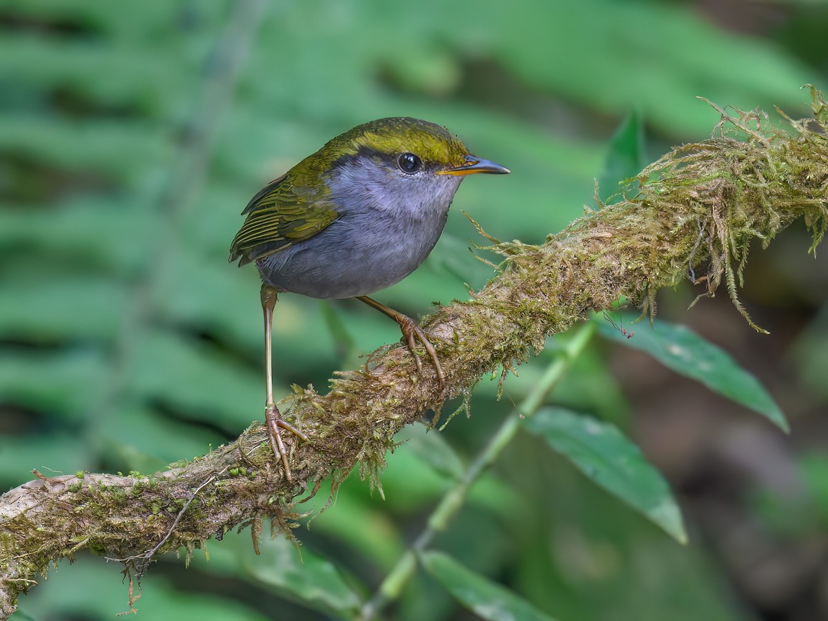Gray-bellied Tesia - Tesia cyaniventer - Birds of the World