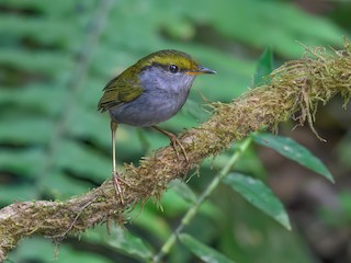 Gray-bellied Tesia - Tesia cyaniventer - Birds of the World