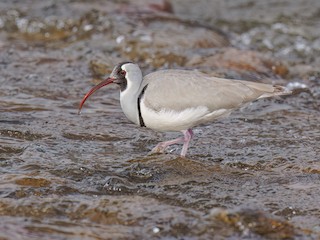 Ibisbill - Ibidorhyncha struthersii - Birds of the World