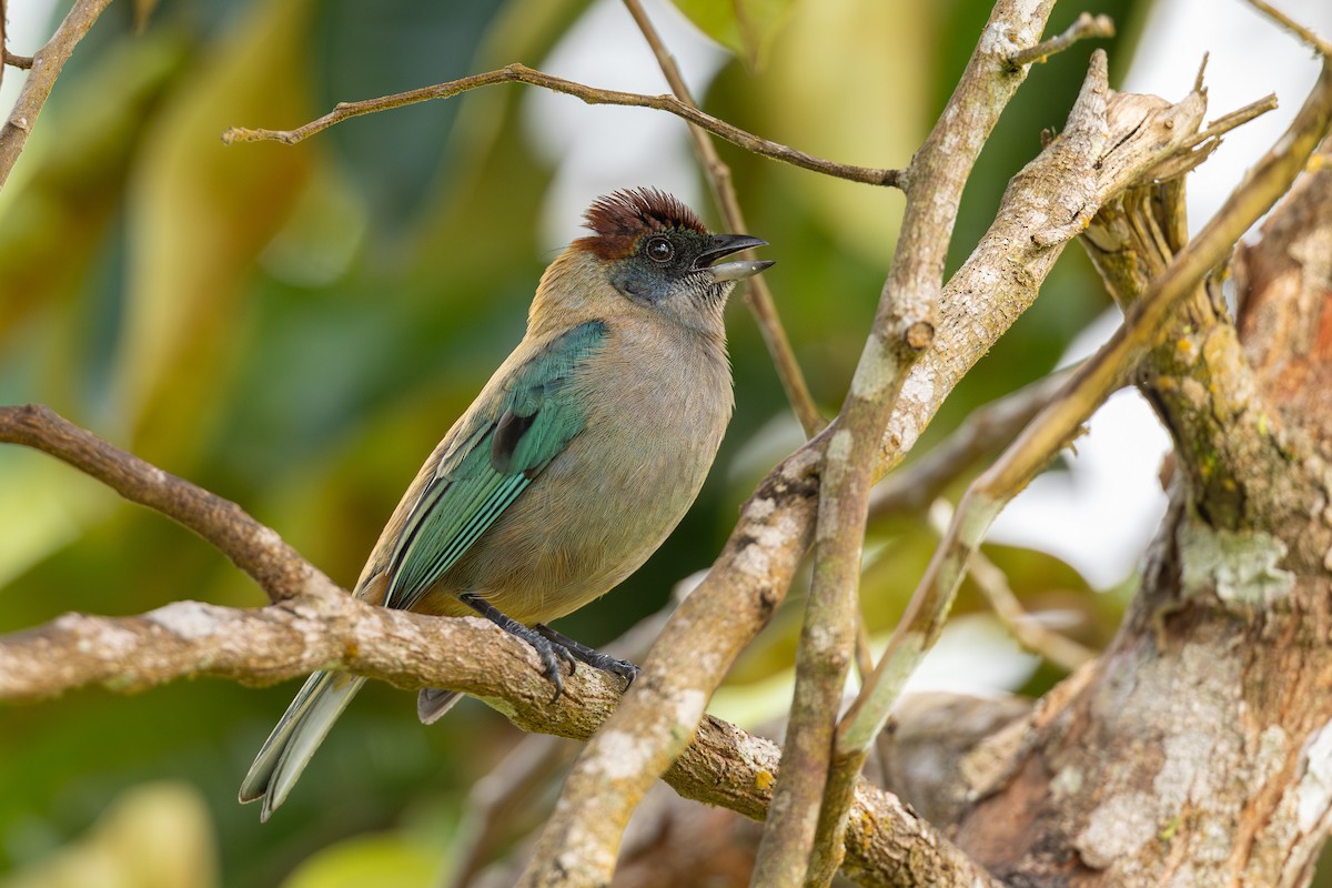 Lesser Antillean Tanager (Grenada) - eBird