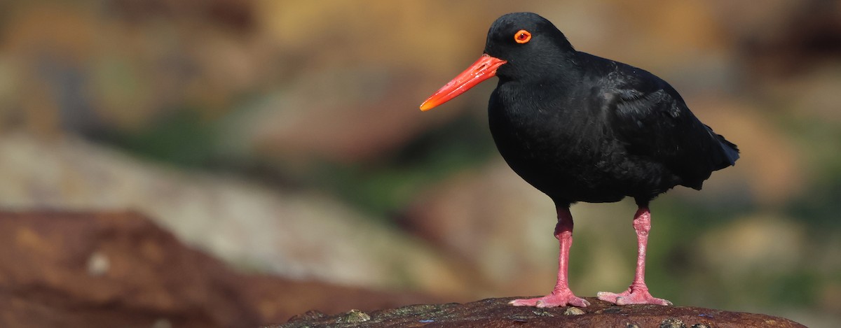 Birds of the World - Cornell Lab of Ornithology