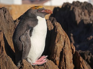 Macaroni Penguin - Eudyptes chrysolophus - Birds of the World