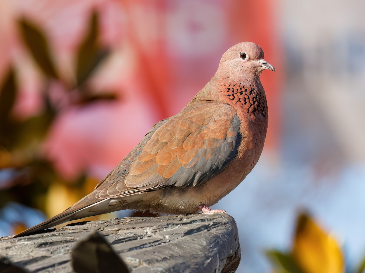 Laughing Dove - Spilopelia senegalensis - Birds of the World