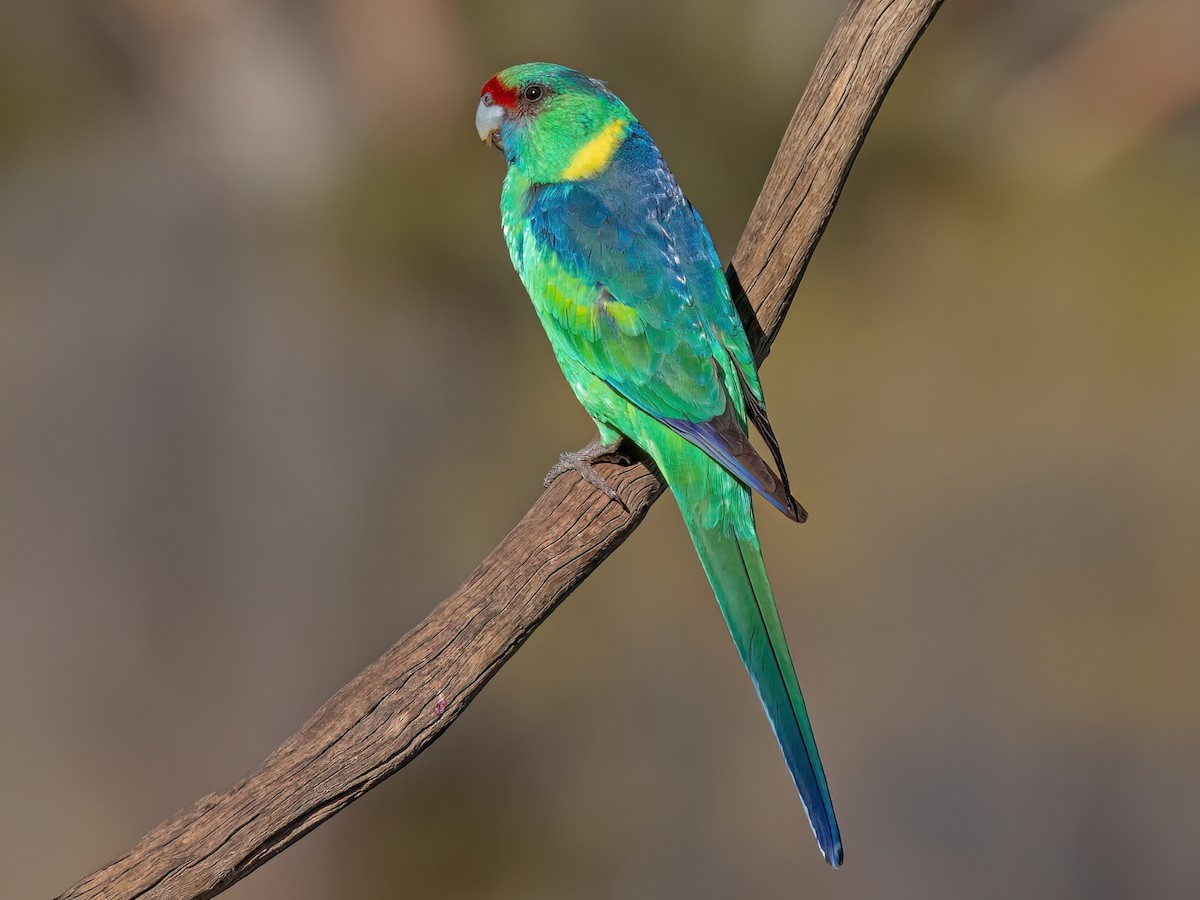 Australian Ringneck - Barnardius zonarius - Birds of the World