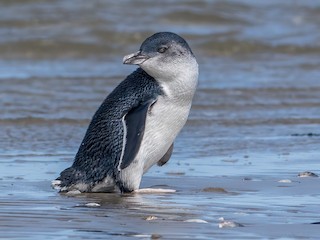 Little Penguin - Eudyptula minor - Birds of the World