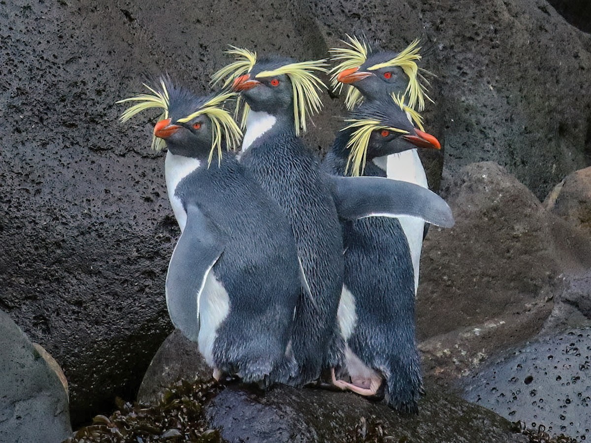 Rockhopper Penguin Screaming