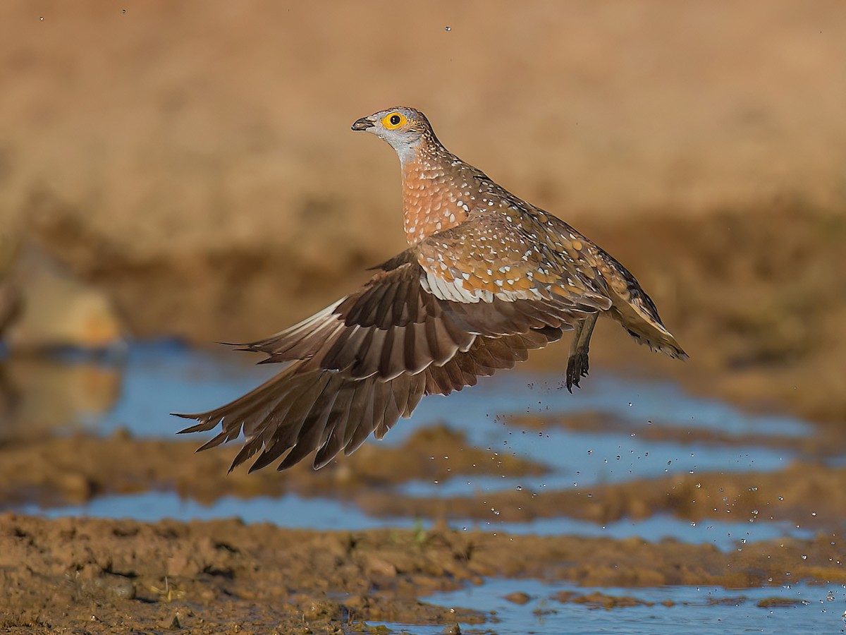 Burchell's Sandgrouse - Pterocles burchelli - Birds of the World
