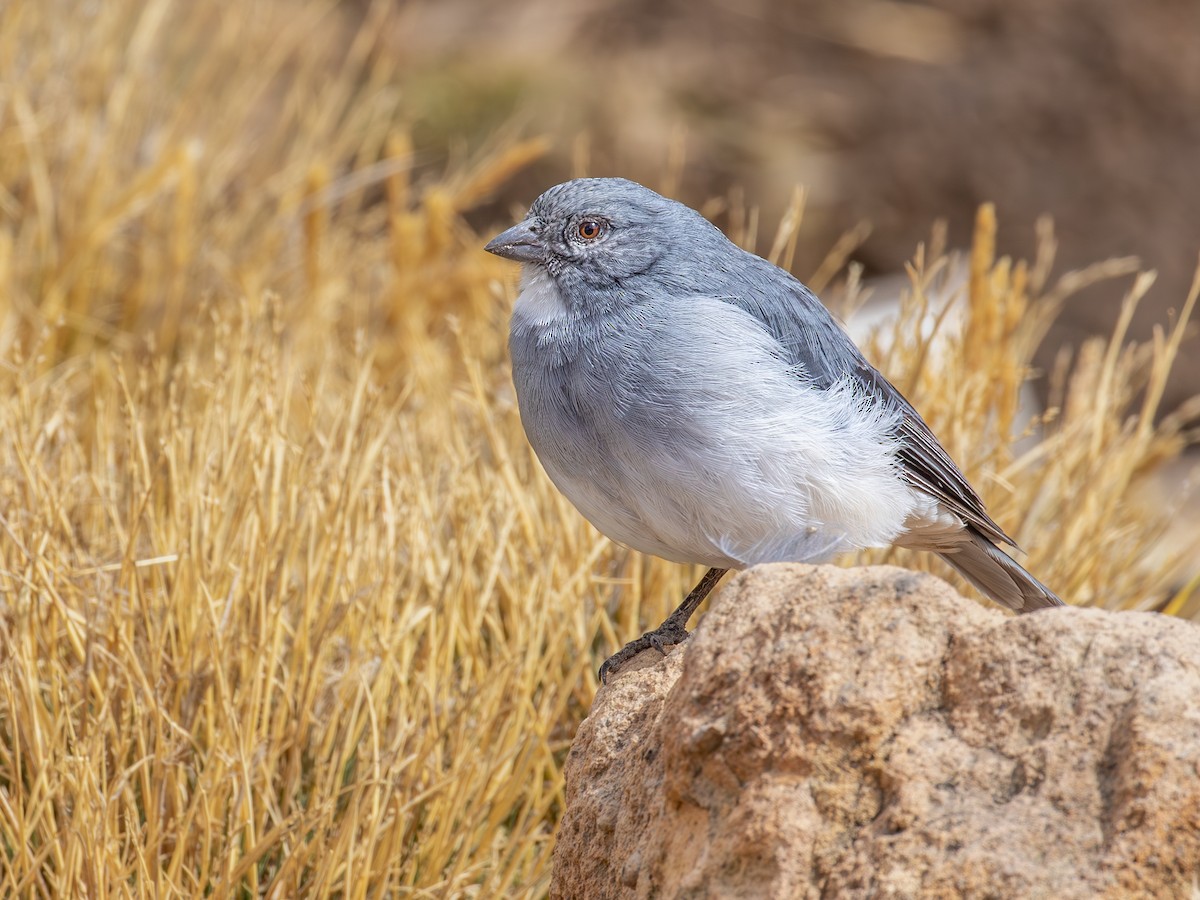 White-throated Sierra Finch - Idiopsar erythronotus - Birds of the World