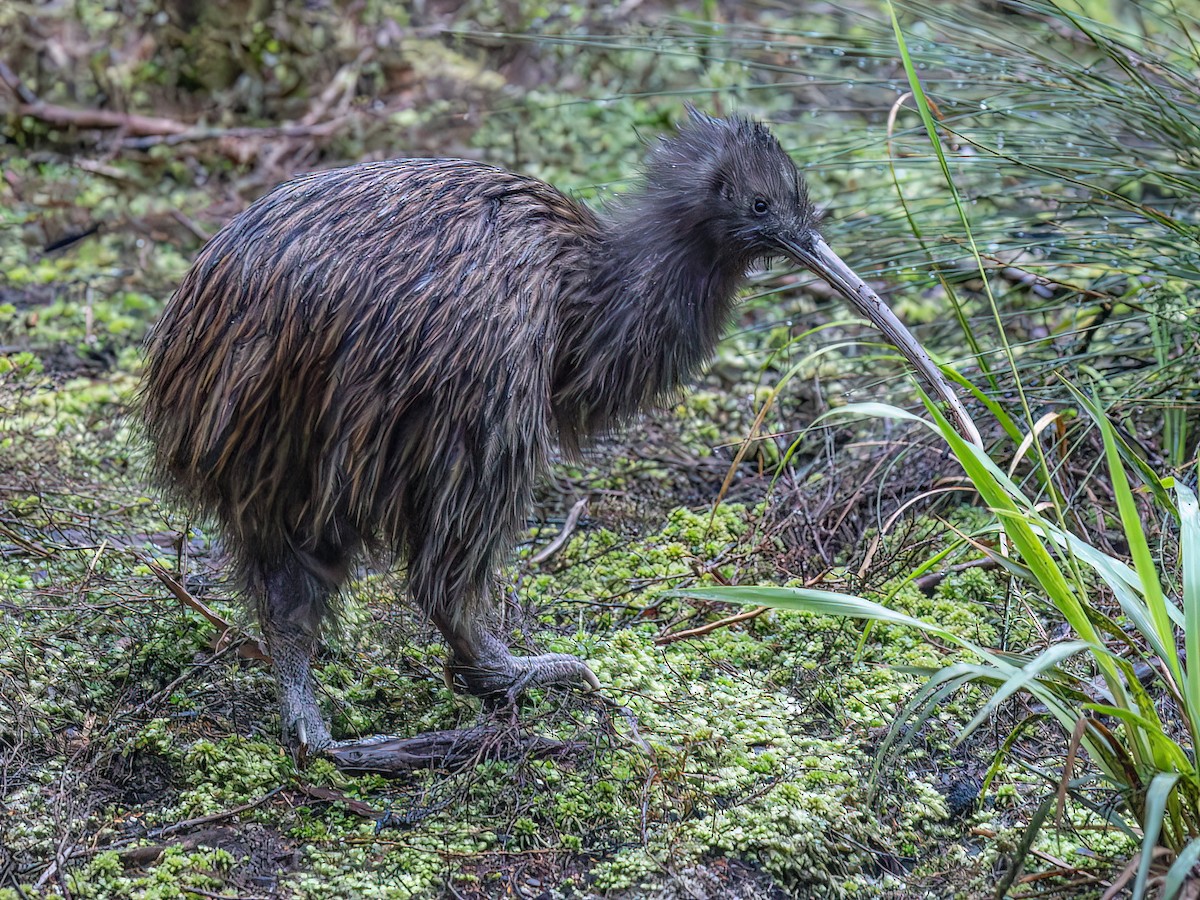 Southern Brown Kiwi - Apteryx australis - Birds of the World