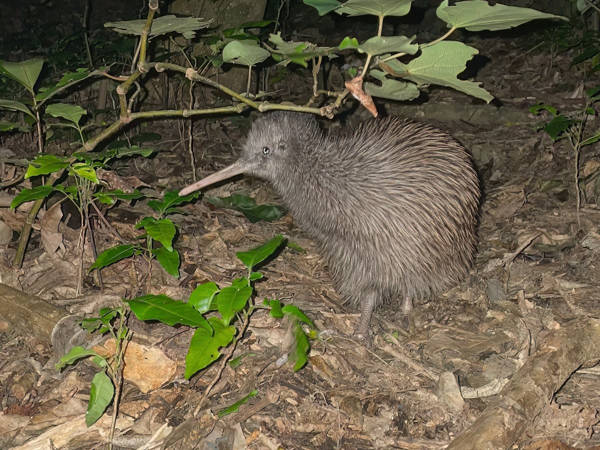 Okarito Brown Kiwi - Apteryx rowi - Birds of the World