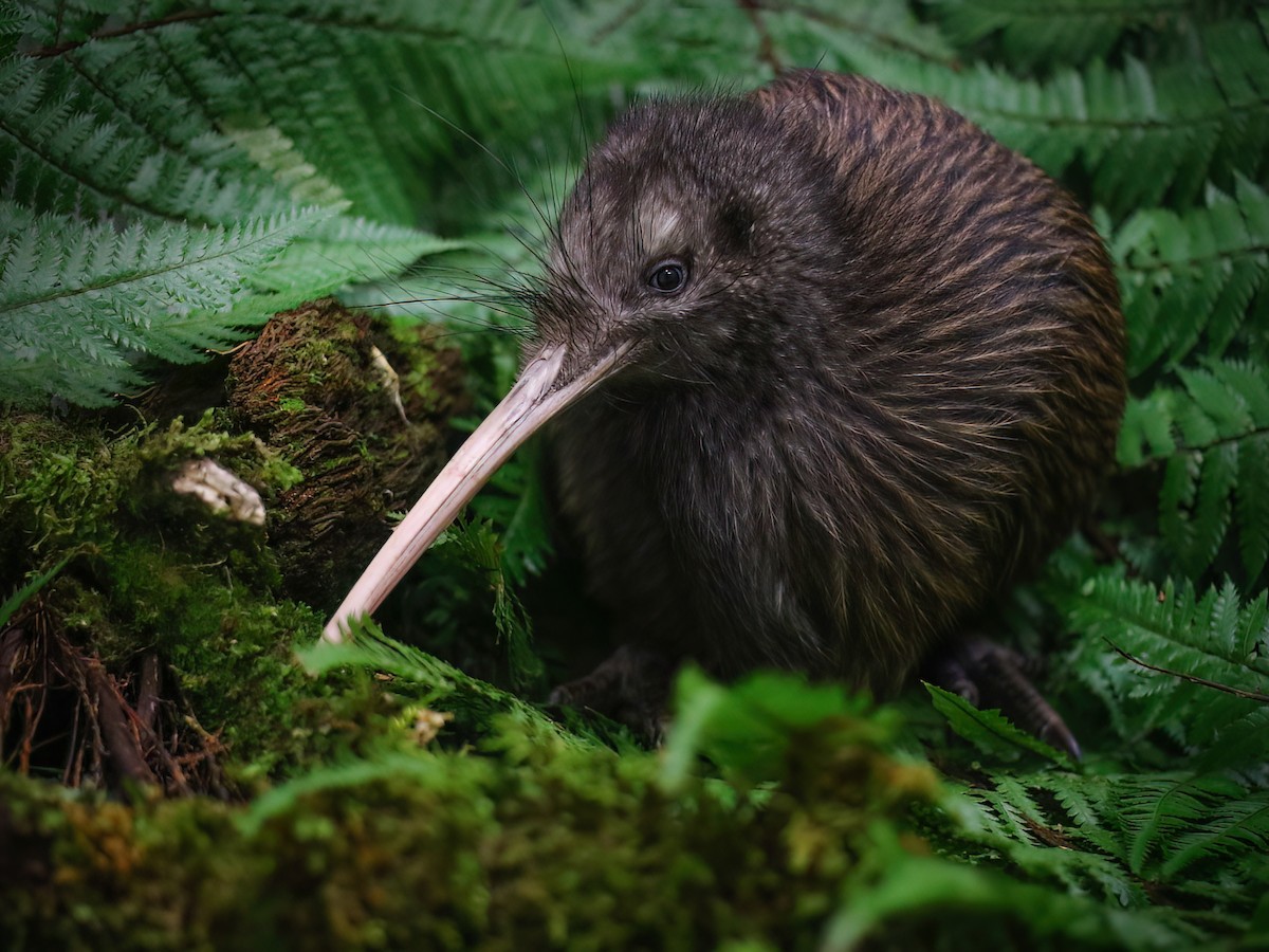 North Island Brown Kiwi - Apteryx mantelli - Birds of the World