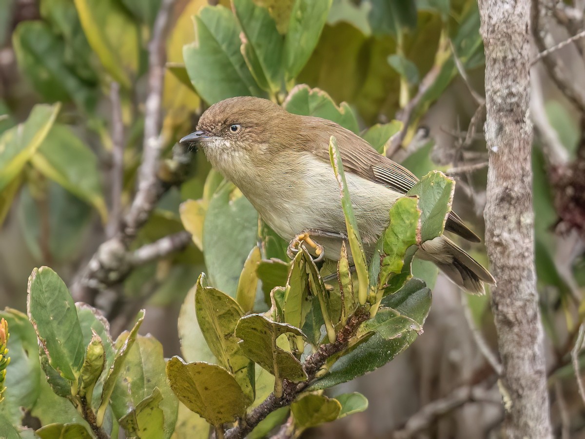 Papuan Thornbill - Acanthiza murina - Birds of the World